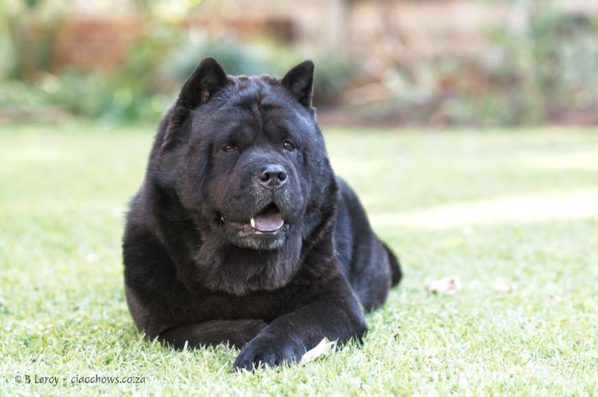 Ciao Work of Art - black smooth Chow Chow
