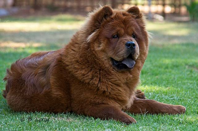 Chinacharm Dark Red Ruby - red rough Chow Chow